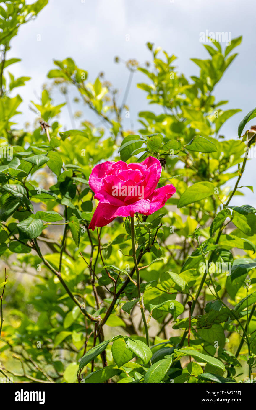 Italy, Capri, plants and flowers in the typical streets Stock Photo - Alamy
