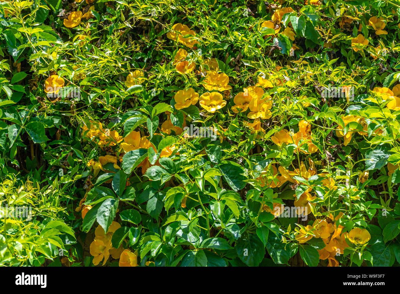 Italy, Capri, plants and flowers in the typical streets Stock Photo - Alamy