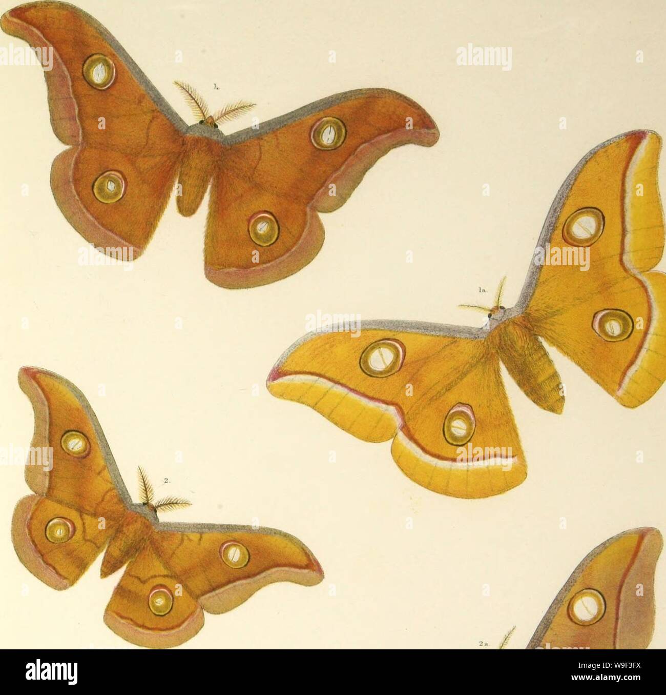 Archive image from page 12 of The silkworm moths of India Stock Photo ...