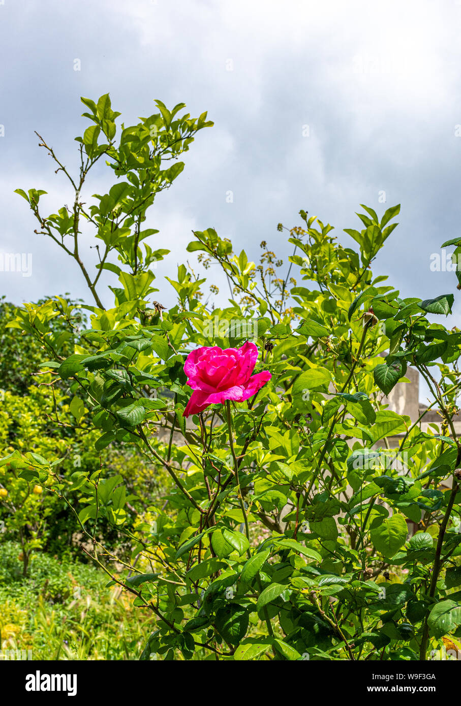 Italy, Capri, plants and flowers in the typical streets Stock Photo - Alamy
