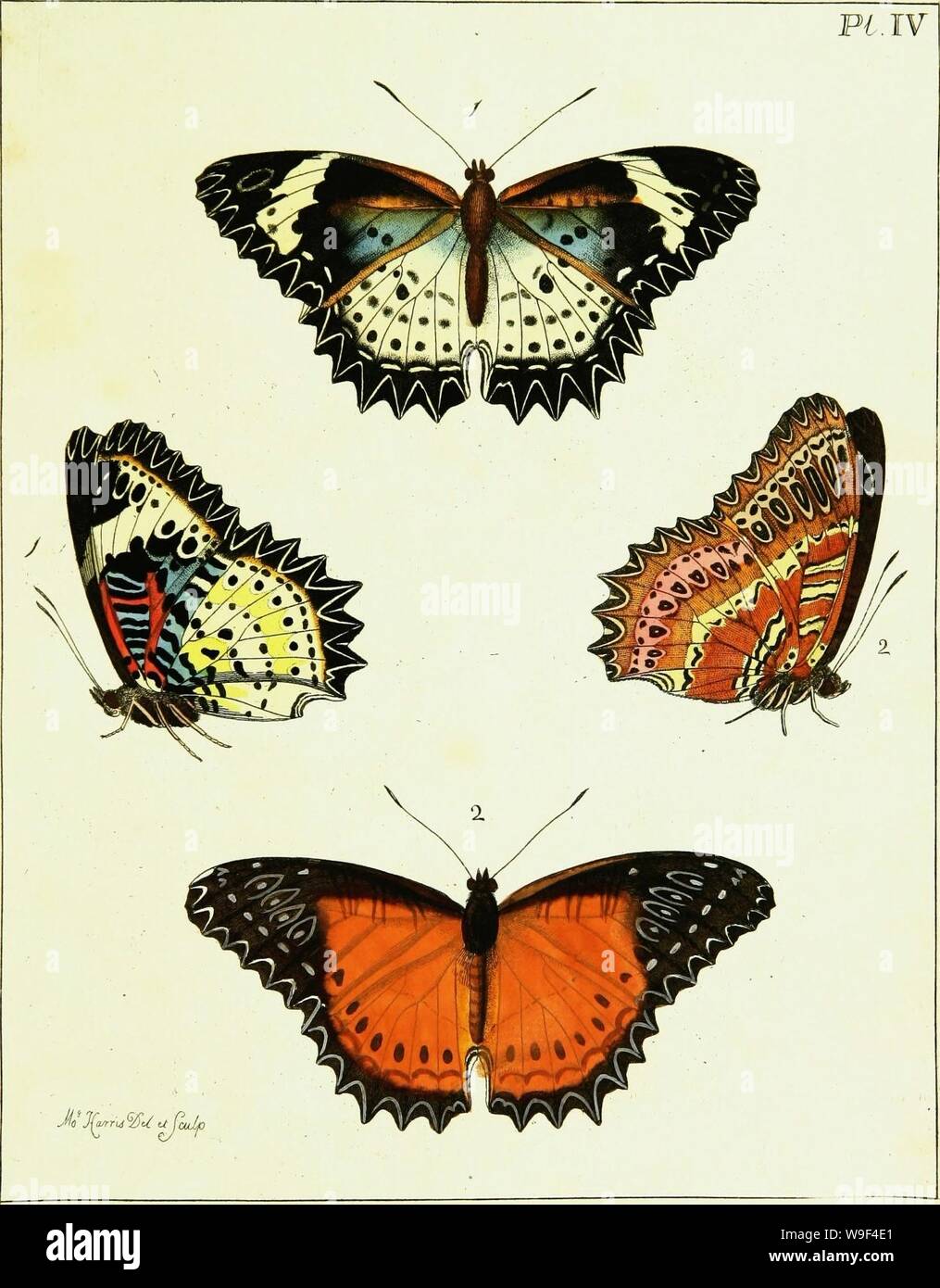Archive image from page 14 of Illustrations of natural history Wherein ...