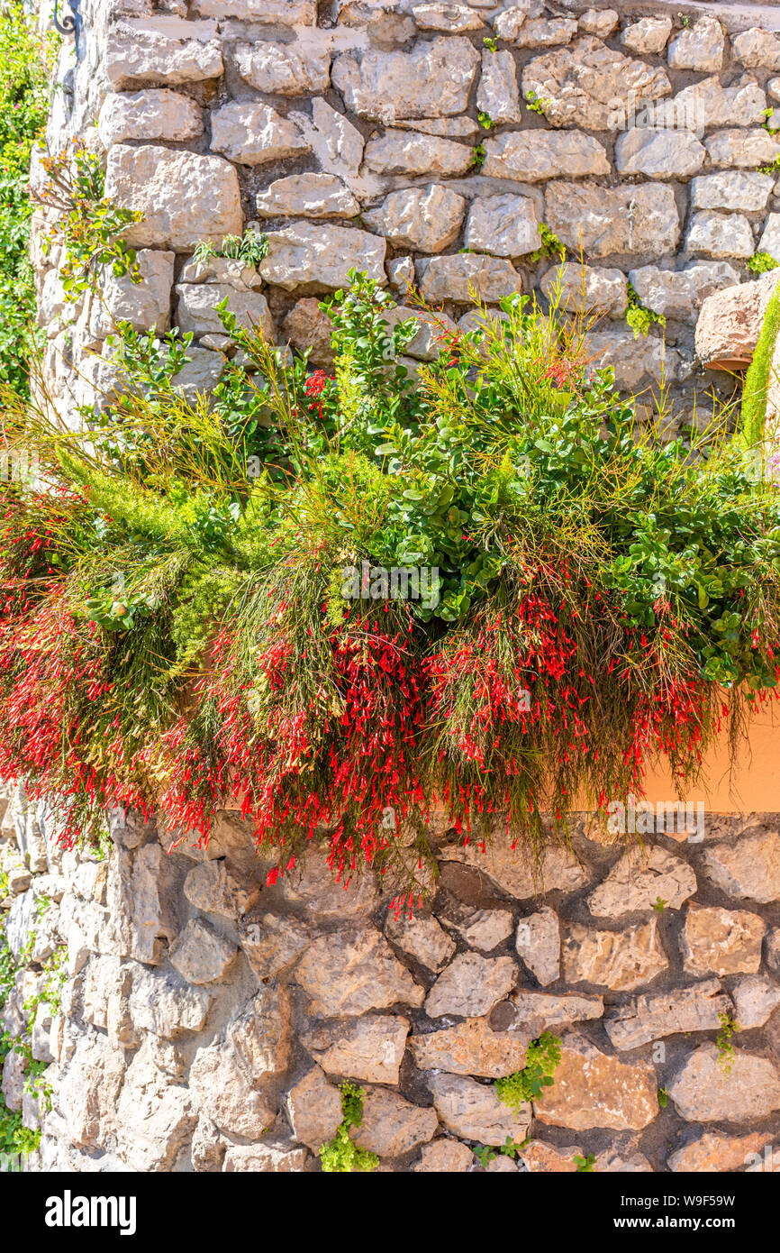 Italy, Capri, plants and flowers in the typical streets Stock Photo - Alamy