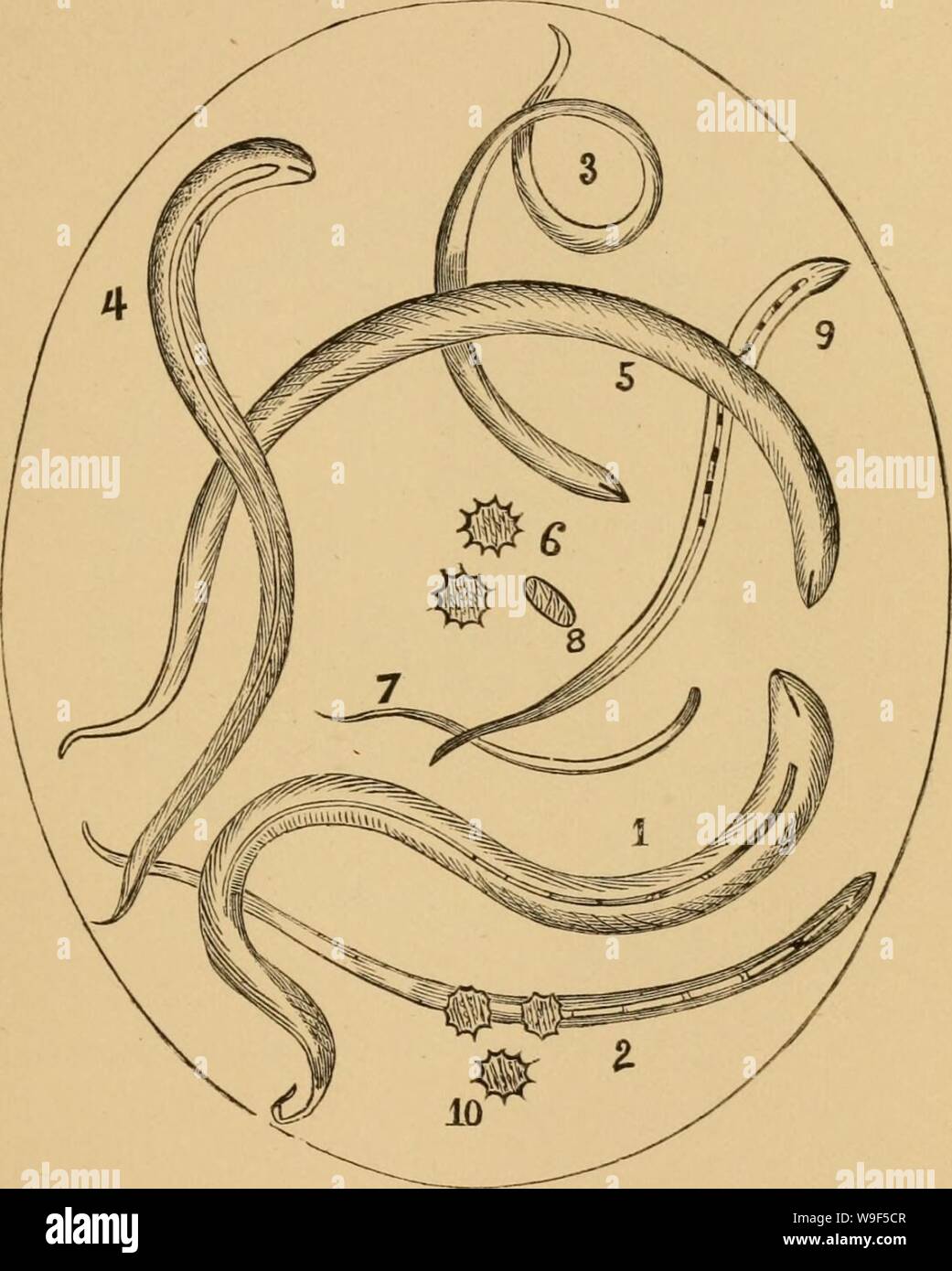 Infusoria culture hi-res stock photography and images - Alamy