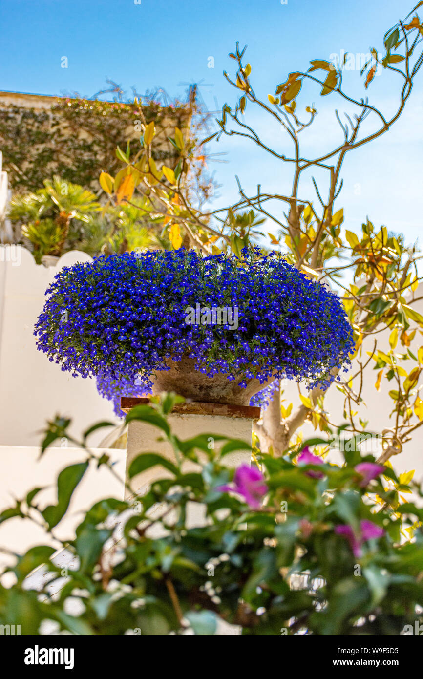 Sorrento Italy Flowers High Resolution Stock Photography and Images - Alamy