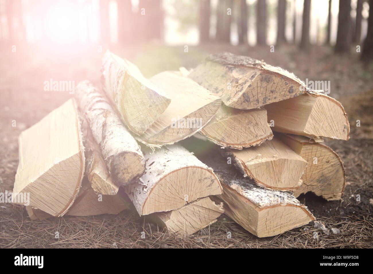 A large bunch of firewood, a large species, lies in the autumn forest ...