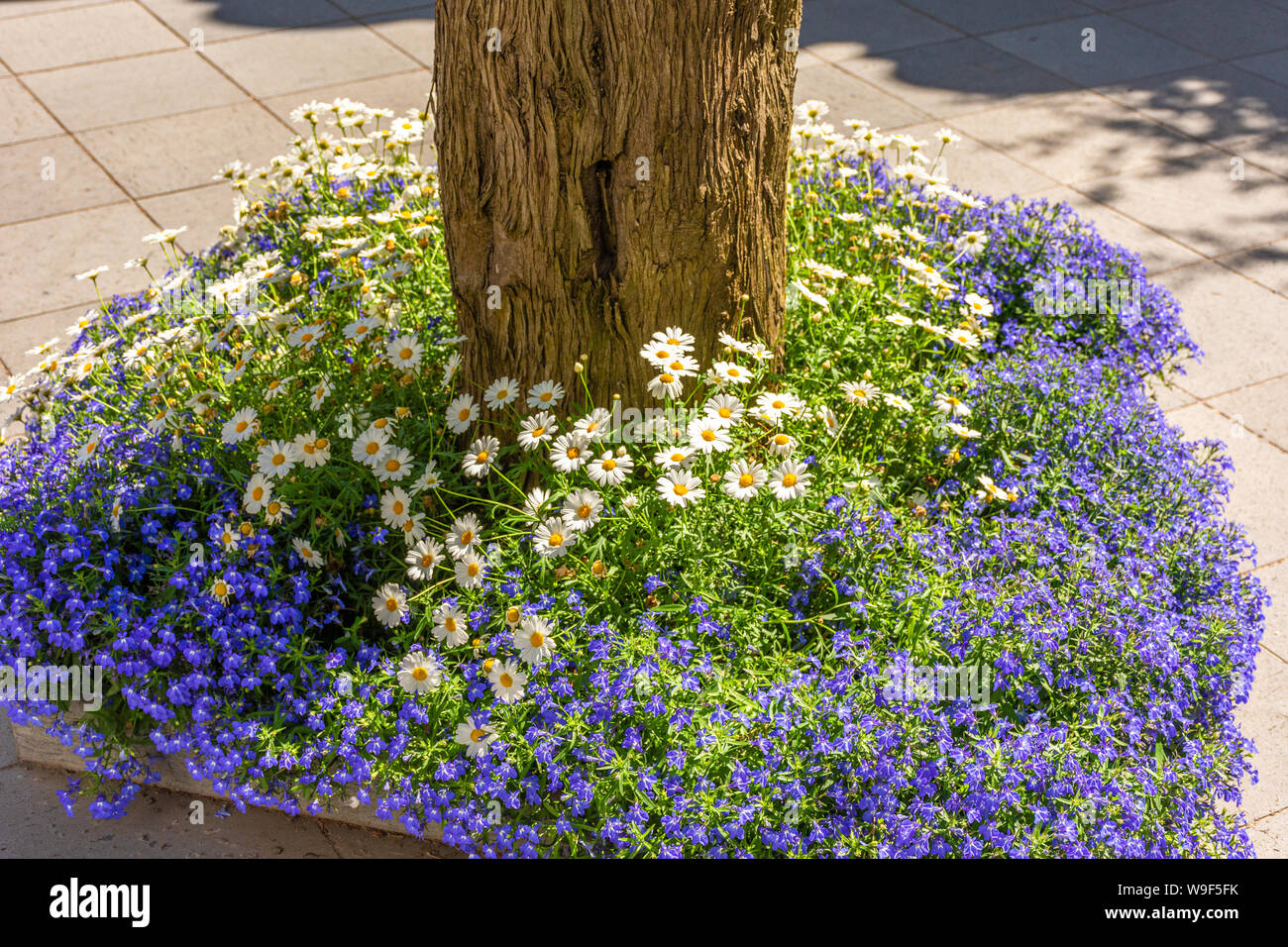 Italy, Capri, plants and flowers in the typical streets Stock Photo - Alamy