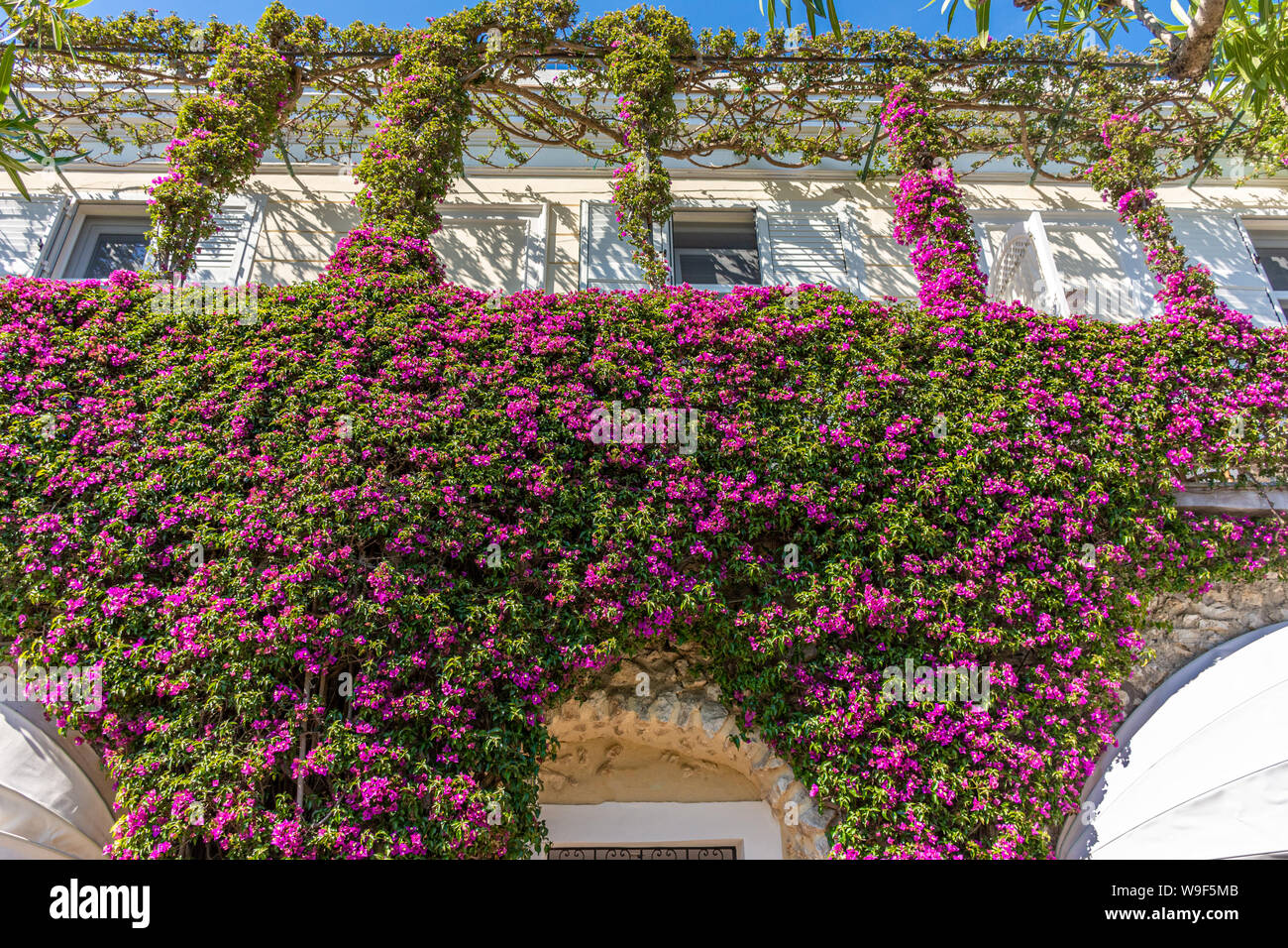 Italy, Capri, plants and flowers in the typical streets Stock Photo - Alamy