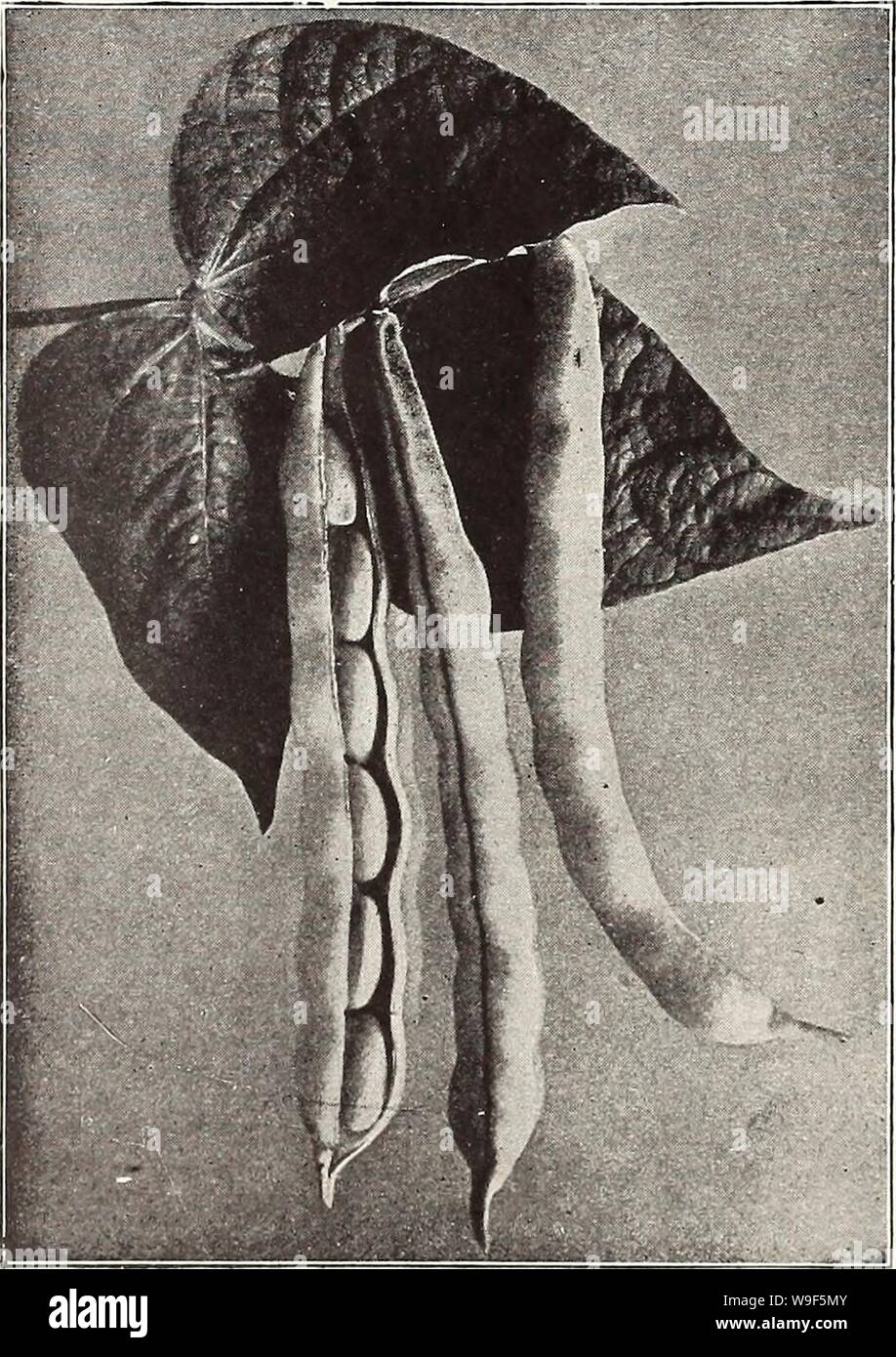 String beans illustration hi-res stock photography and images - Alamy