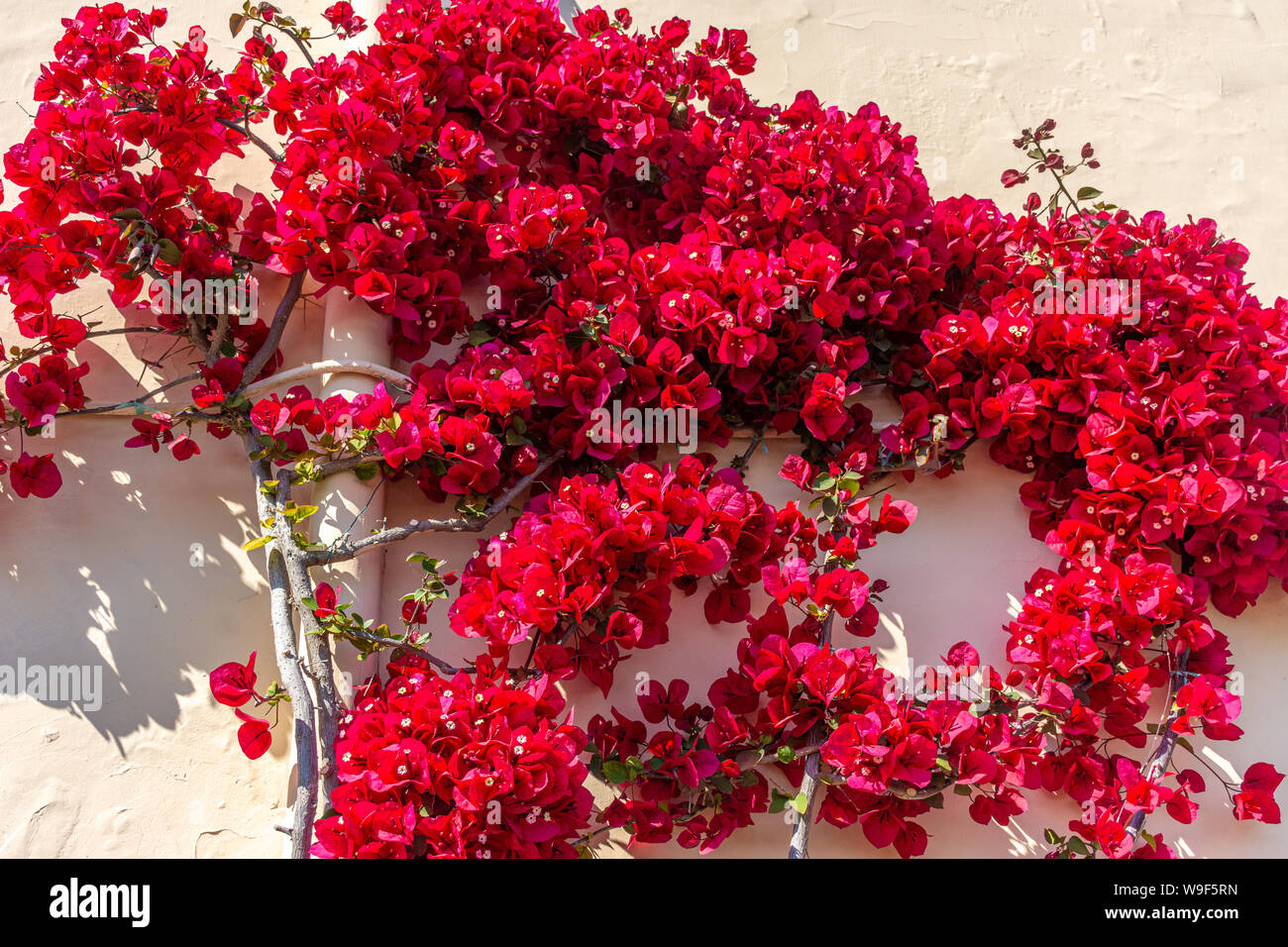 Sorrento Italy Flowers High Resolution Stock Photography and Images - Alamy