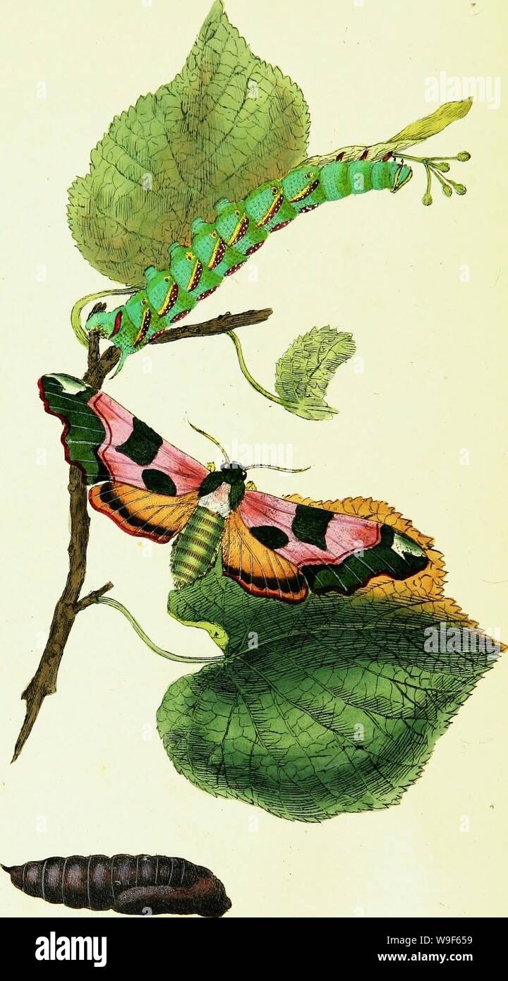 Archive image from page 17 of The natural history of British. The ...