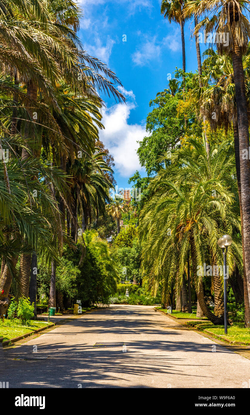 Italy, Naples, botanical garden, floral landscape with large palm trees ...