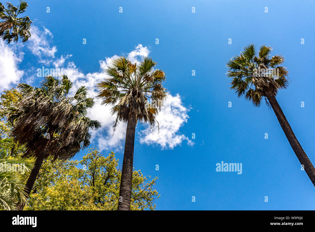 Italy, Naples, botanical garden, floral landscape with large palm trees ...