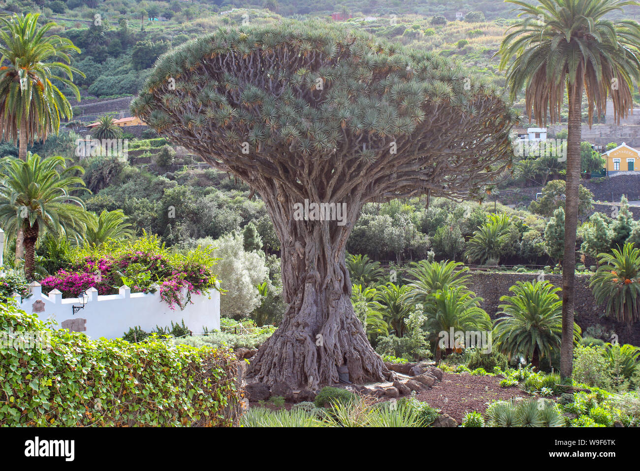 Drago Milenario (El Drago) in Icod de los Vinos on the canary island ...