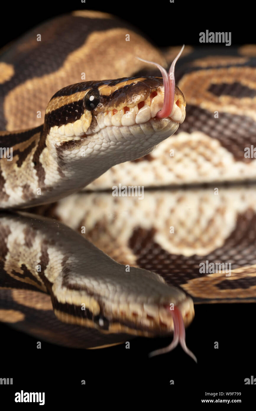 Snake with forked tongue Stock Photo - Alamy