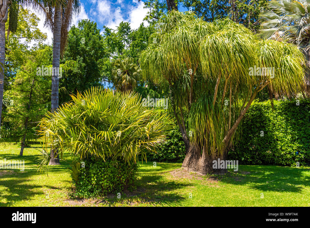 Italy, Naples, botanical garden, floral landscape with rare trees and ...