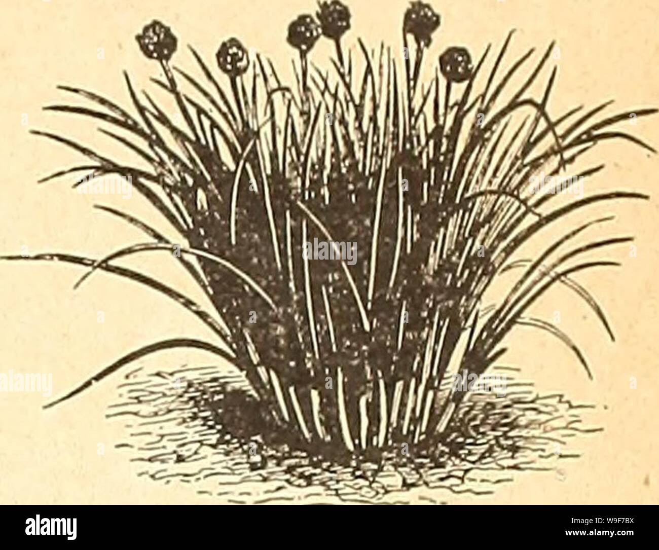 Chives drawing hi-res stock photography and images - Alamy