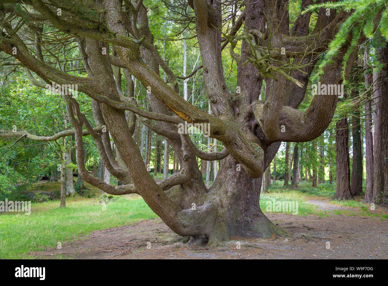 very old trees in the Tollymore Forest Park, Newcastle Stock Photo - Alamy