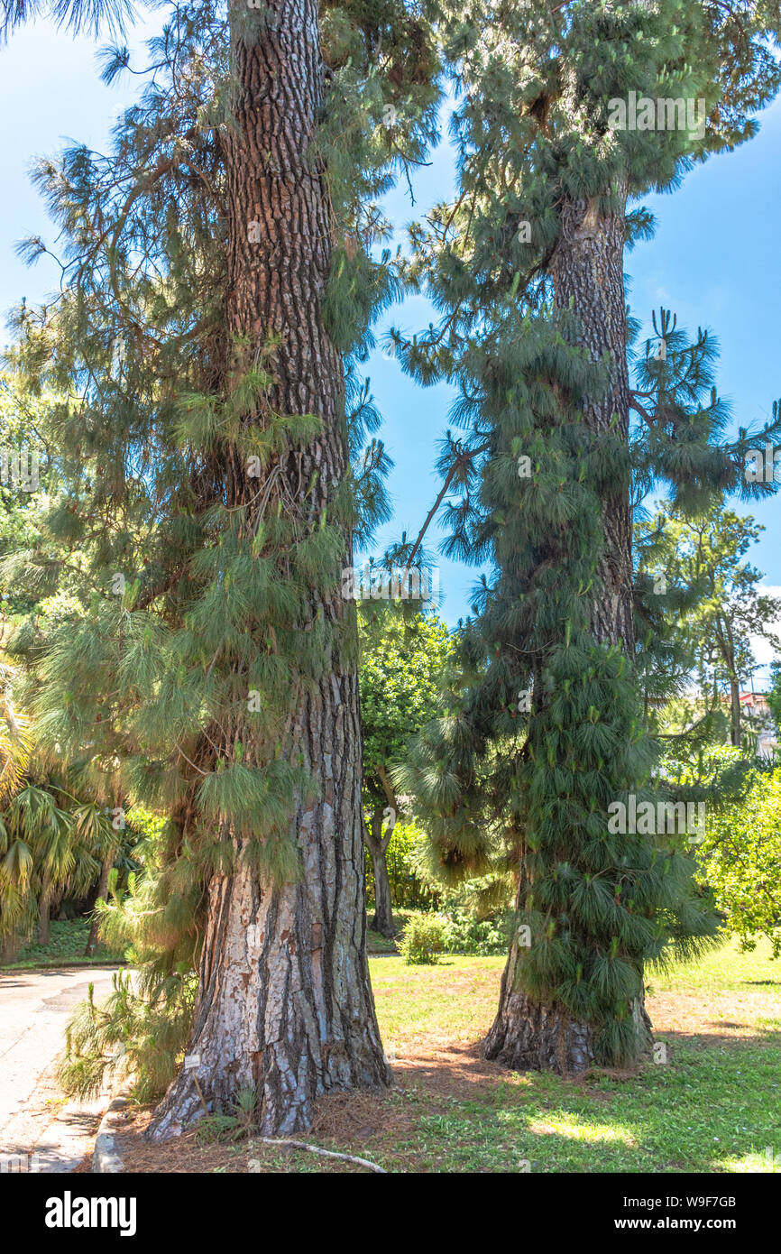 Italy, Naples, botanical garden, floral landscape with rare trees and ...