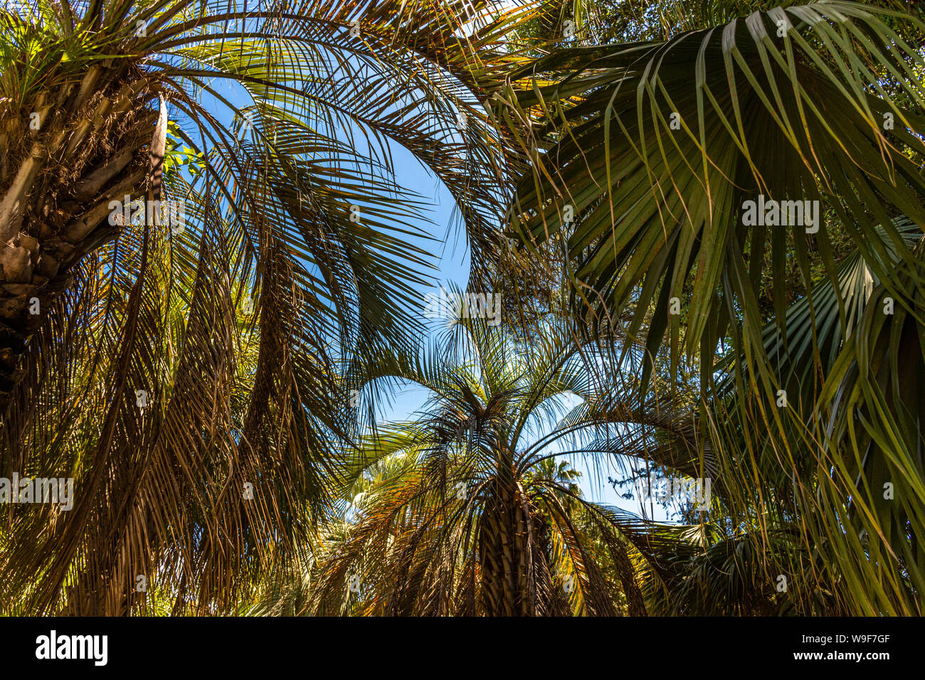 Italy, Naples, botanical garden, floral landscape with large palm trees ...