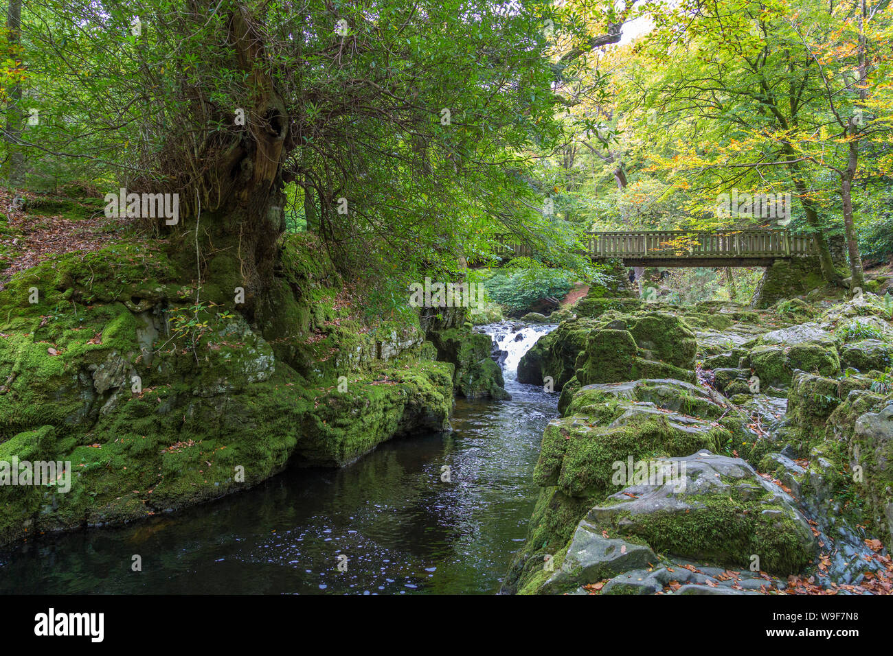 Tollymore Forest Park, Newcastle, Co Down, Northern Ireland Stock Photo ...
