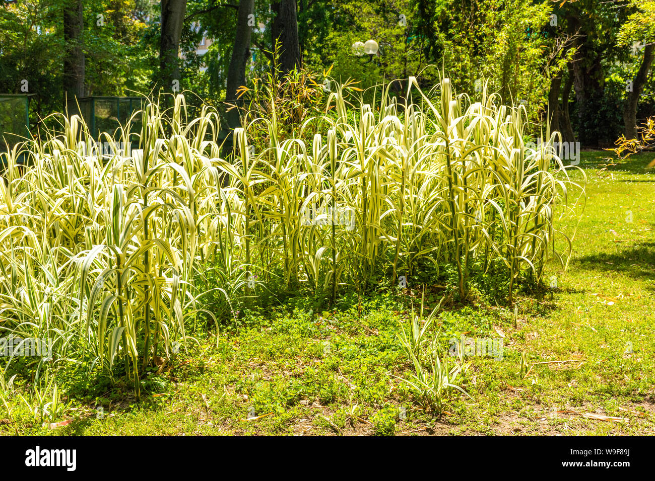 Italy, Naples, botanical garden, floral landscape with rare trees and ...