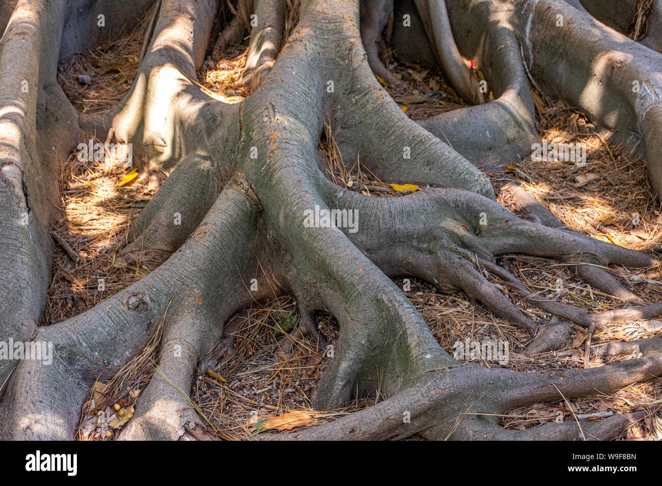 Italy, Naples, botanical garden, large tree with large roots Stock ...