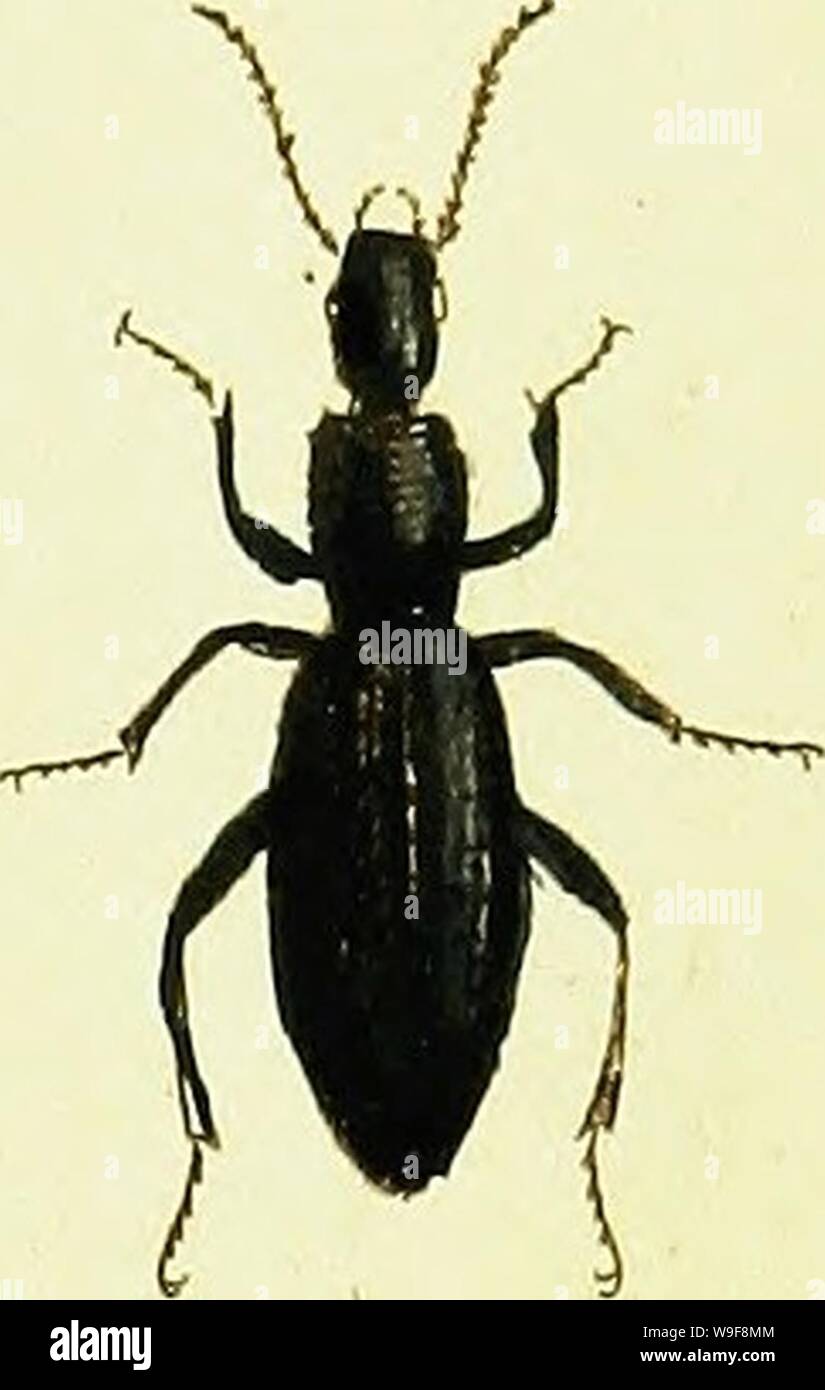 Explicata hi-res stock photography and images - Alamy