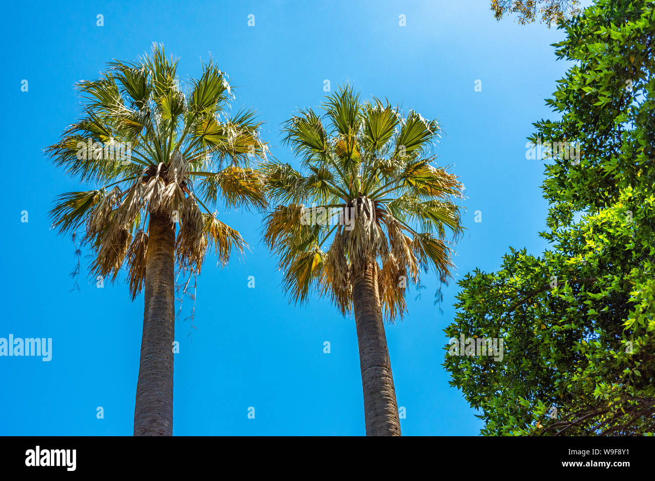 Italy, Naples, botanical garden, floral landscape with large palm trees ...