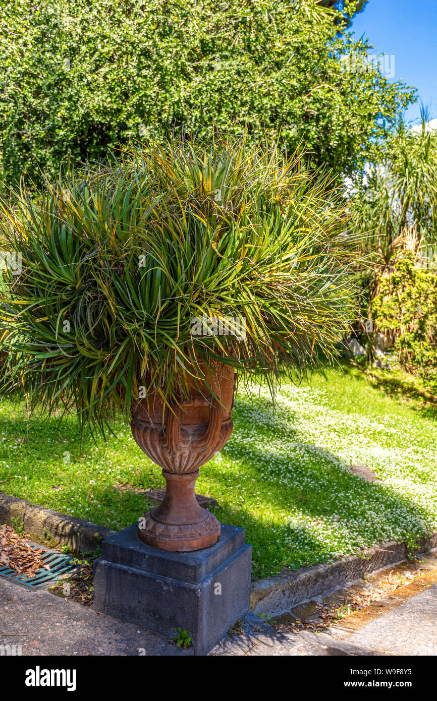 Italy, Naples, botanical garden, floral landscape with rare trees and ...
