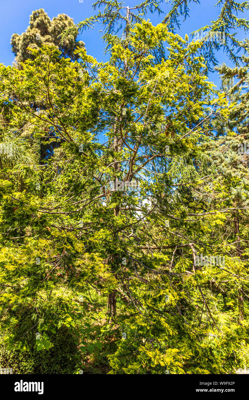 Italy, Naples, botanical garden, floral landscape with trees and plants ...