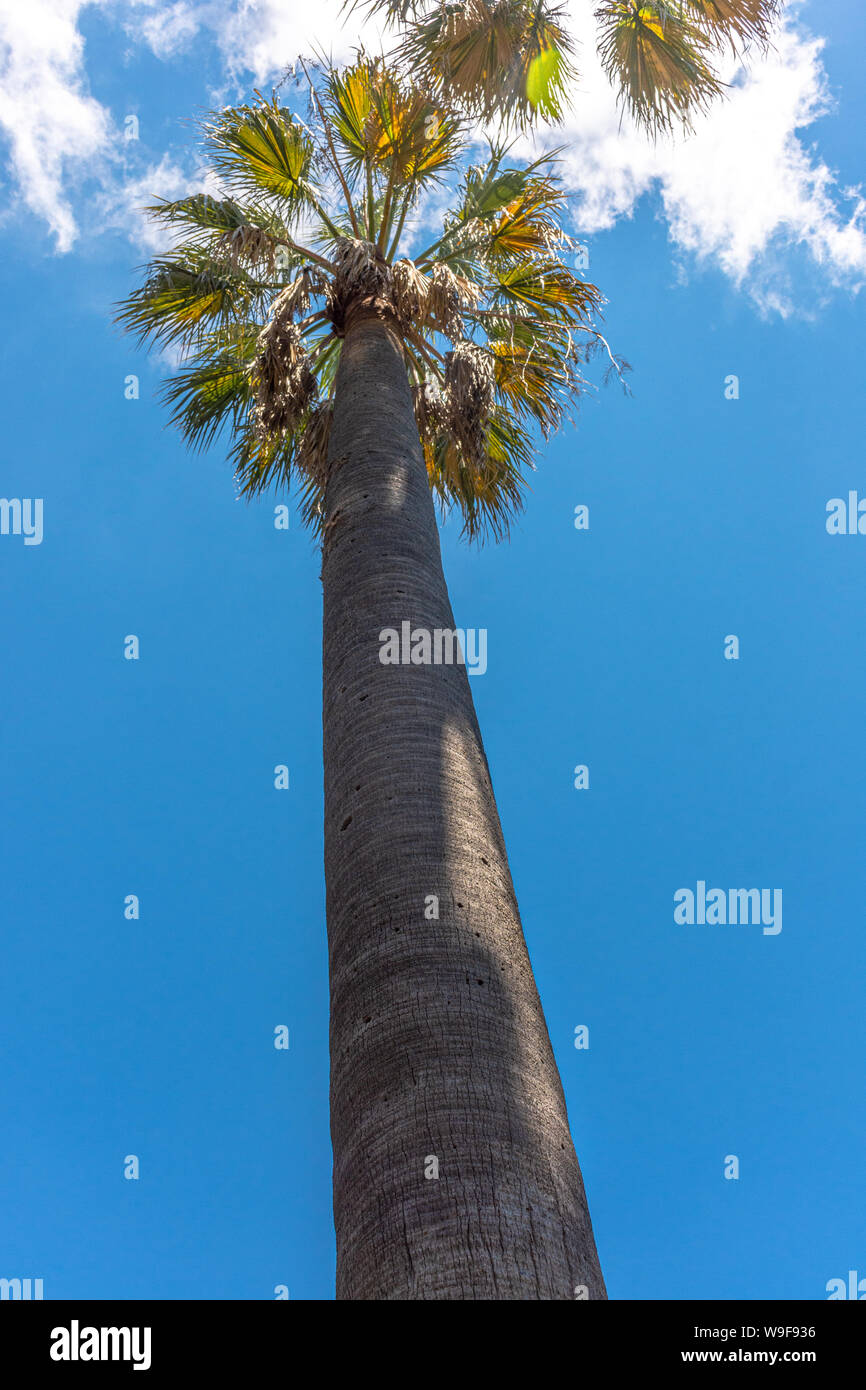 Italy, Naples, botanical garden, floral landscape with large palm trees ...