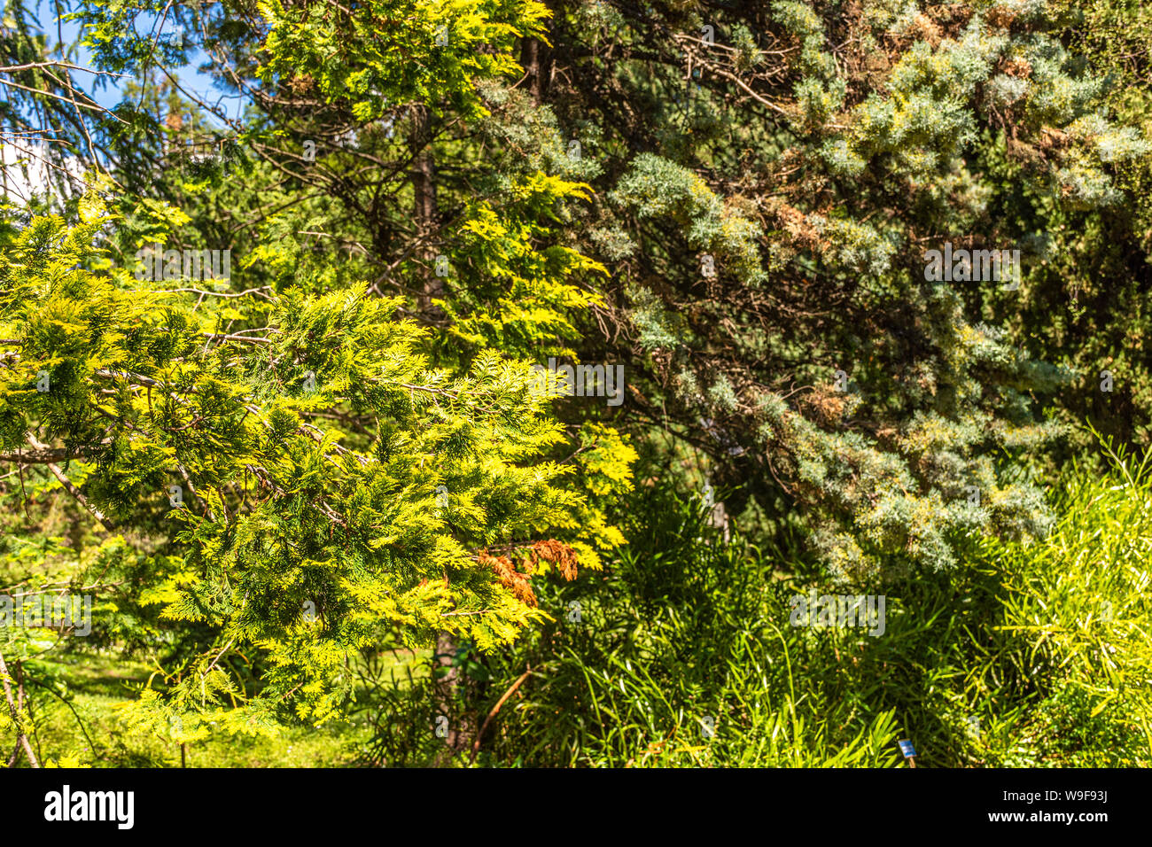 Italy, Naples, botanical garden, floral landscape with trees and plants ...