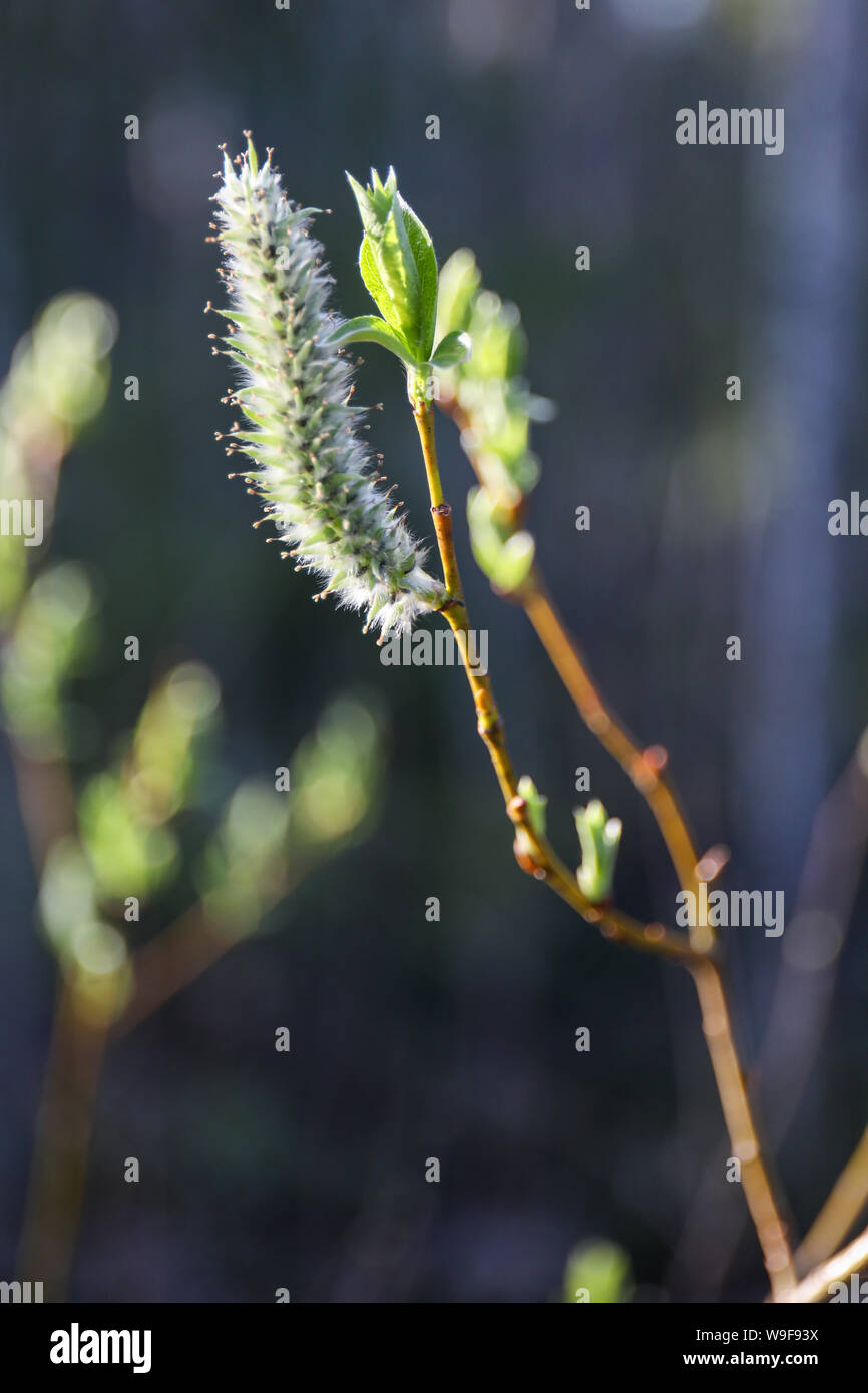 Catkin flower hi-res stock photography and images - Alamy