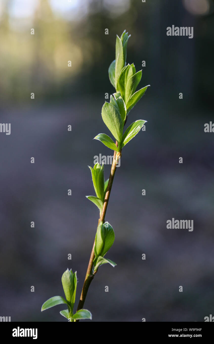 Willow leaves with hi-res stock photography and images - Alamy