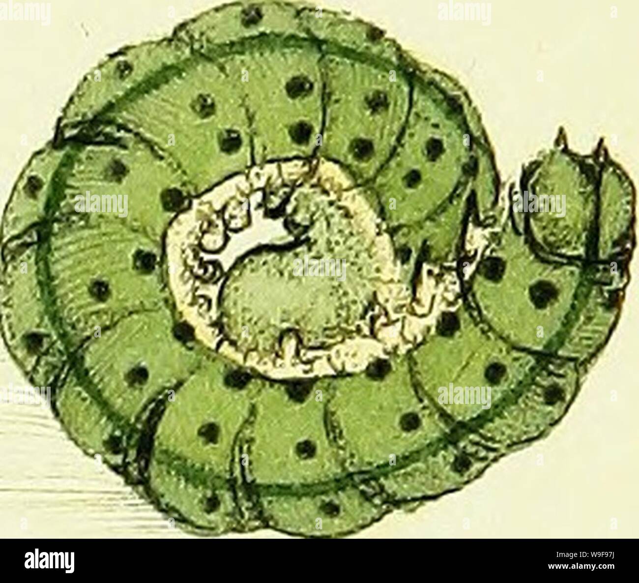 Archive image from page 23 of The natural history of British Stock ...