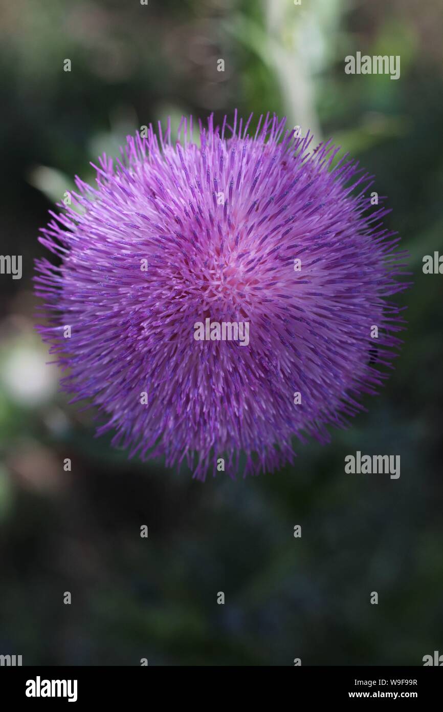 Purple america hi-res stock photography and images - Alamy