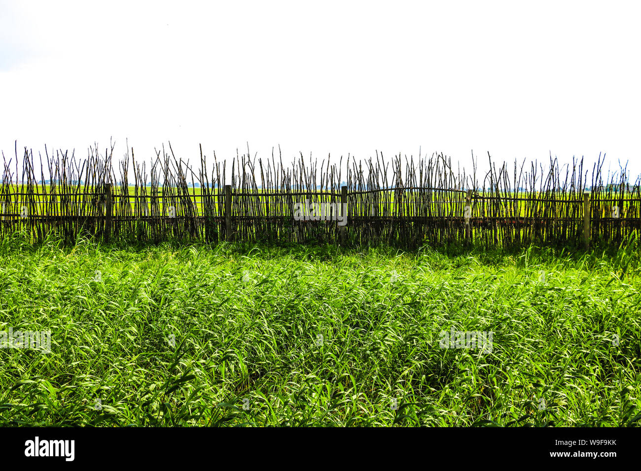 Greenery road side view hi-res stock photography and images - Alamy