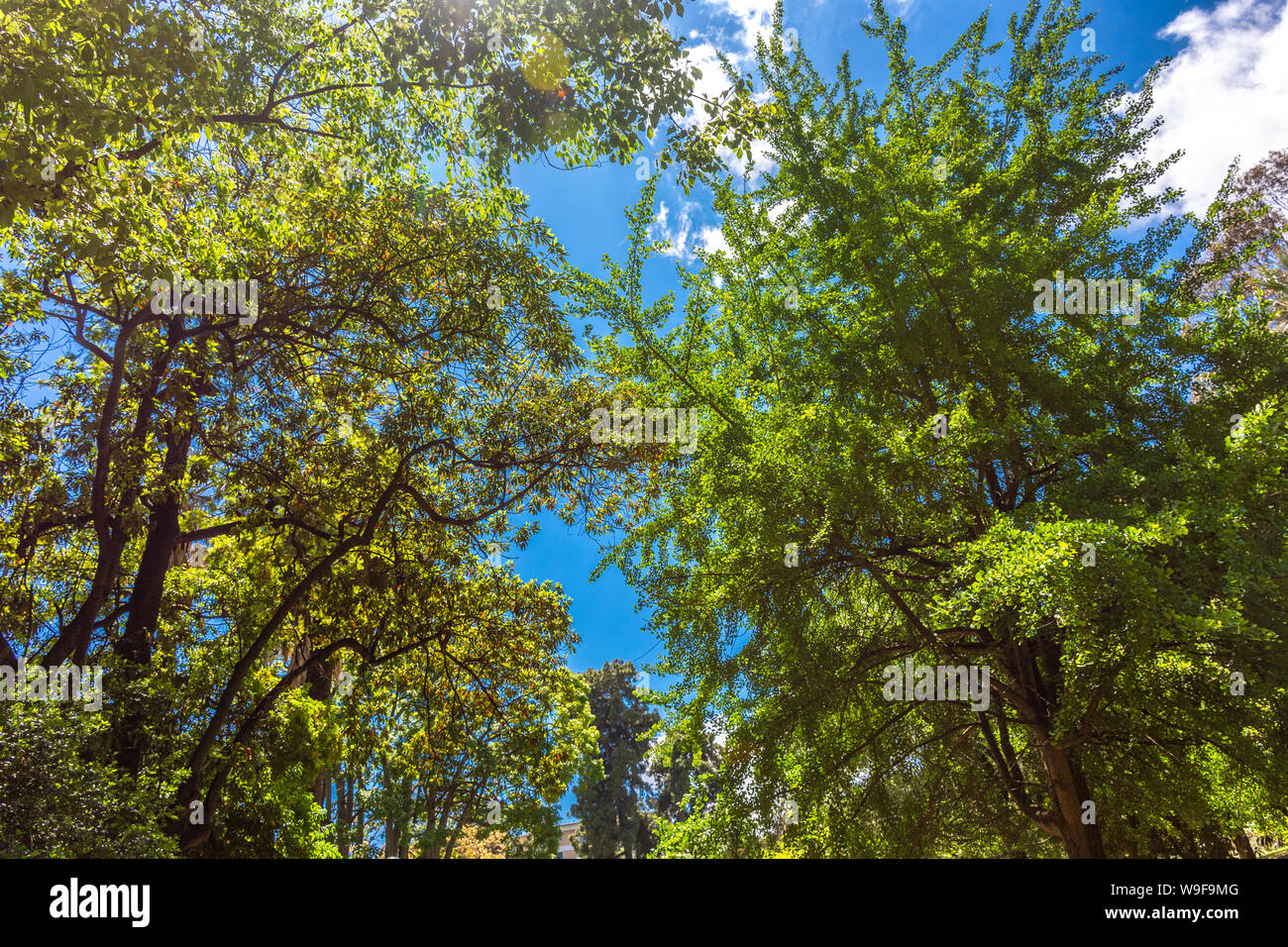 Italy, Naples, botanical garden, floral landscape with trees and plants ...