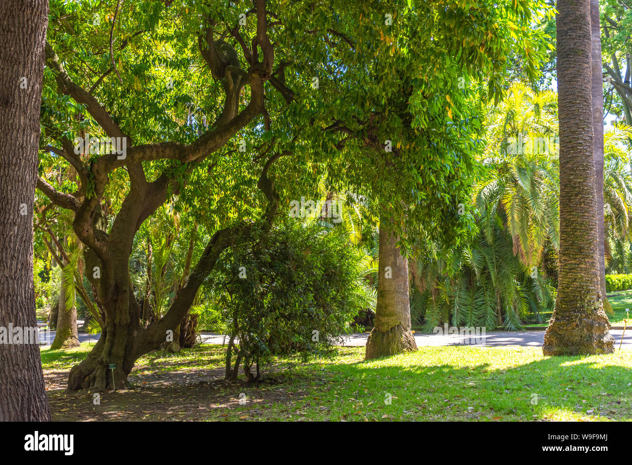 Italy, Naples, botanical garden, floral landscape with trees and plants ...