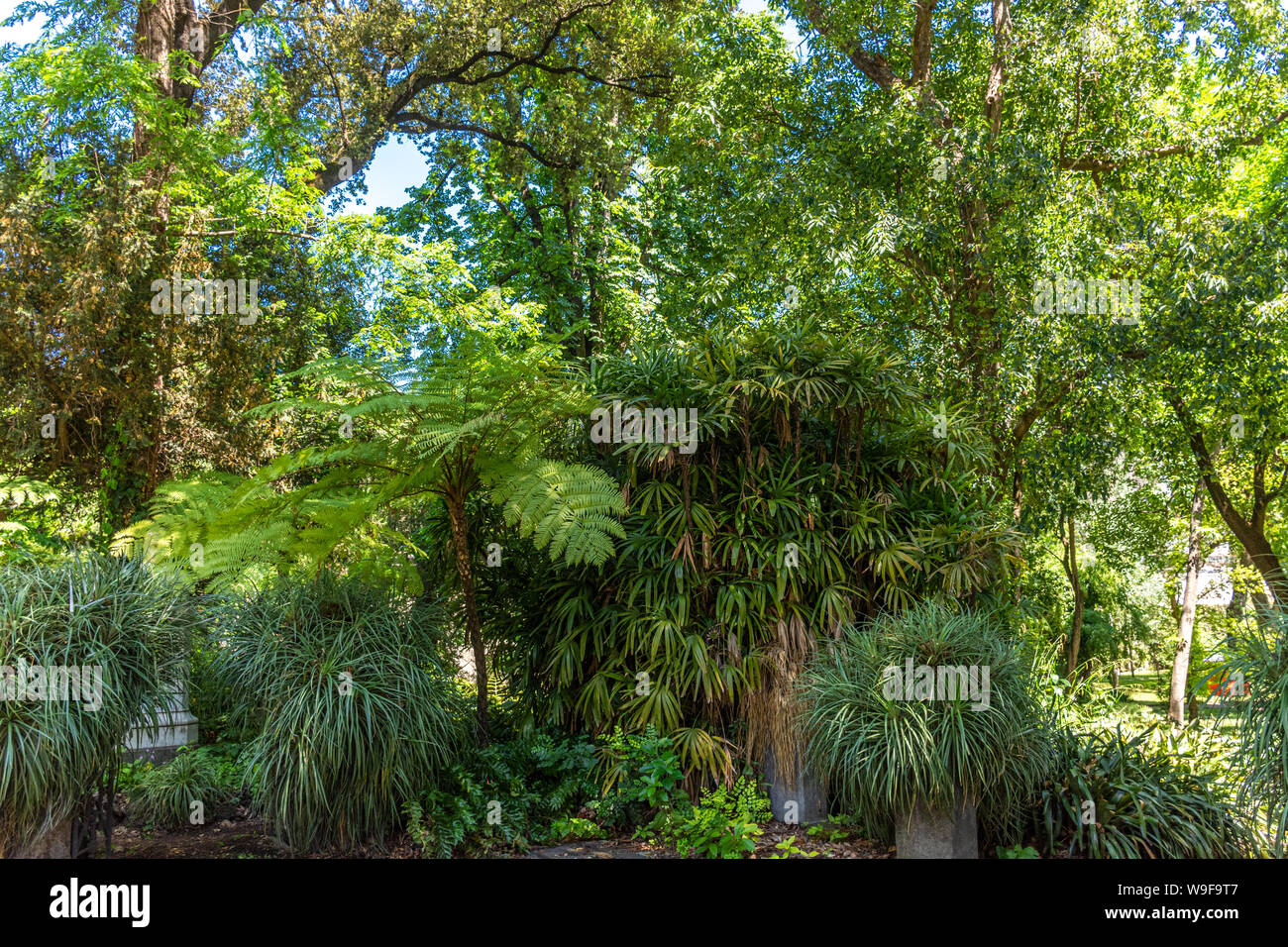 Italy, Naples, botanical garden, floral landscape with trees and plants ...