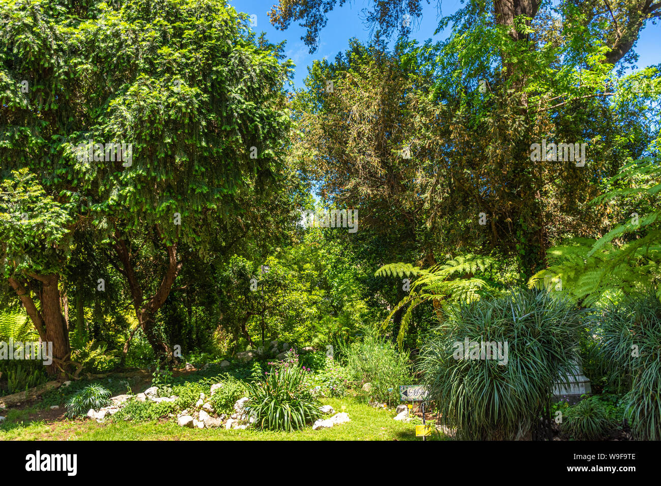 Italy, Naples, botanical garden, floral landscape with trees and plants ...