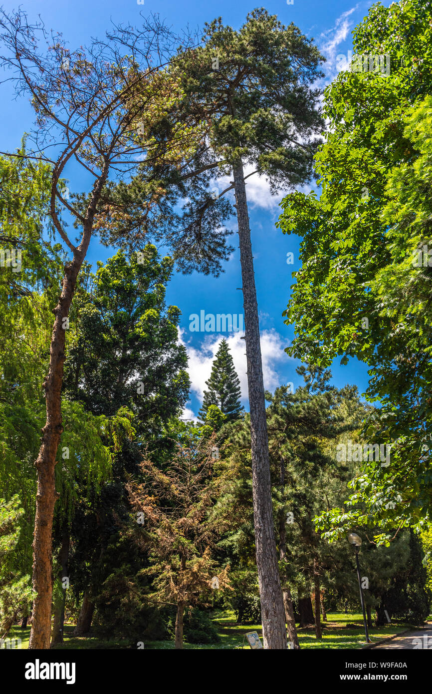 Italy, Naples, botanical garden, floral landscape with trees and plants ...