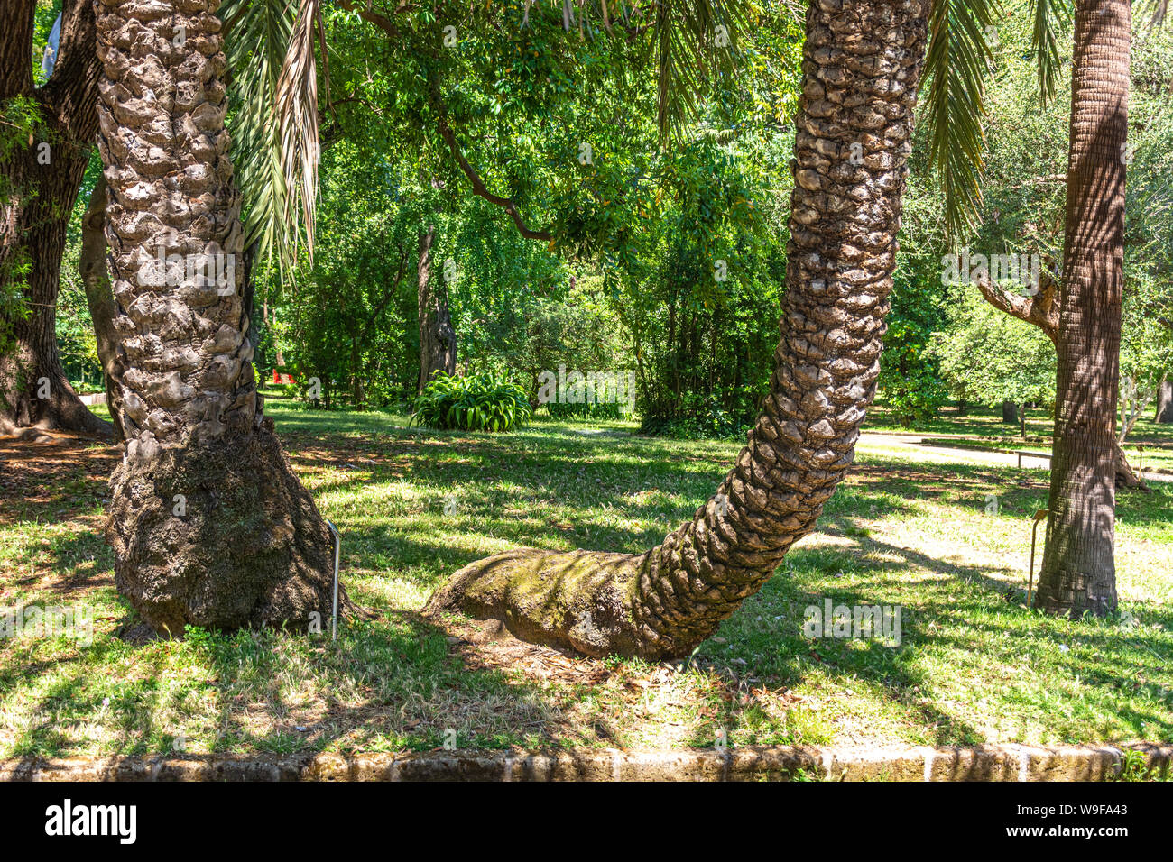 Italy, Naples, botanical garden, floral landscape with large palm trees ...