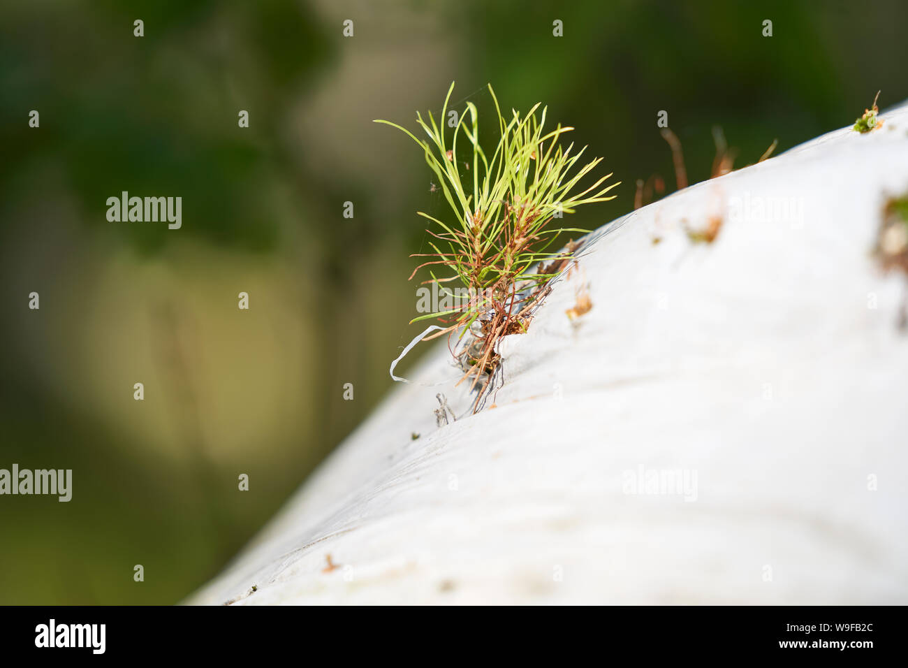Plastic pollution tree hi-res stock photography and images - Alamy