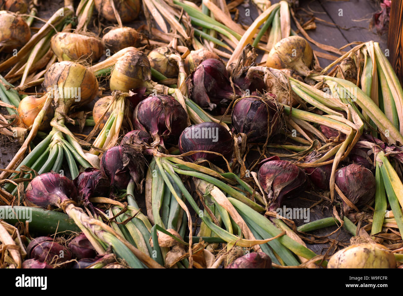 Allium cepa drying hi-res stock photography and images - Alamy