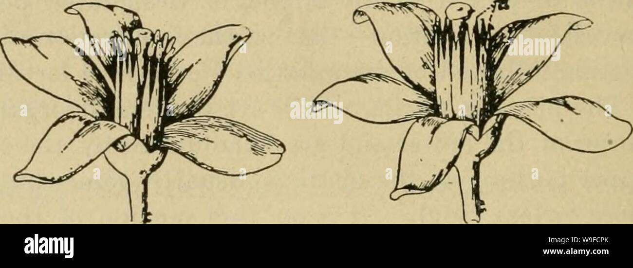 Emasculation hi-res stock photography and images - Alamy