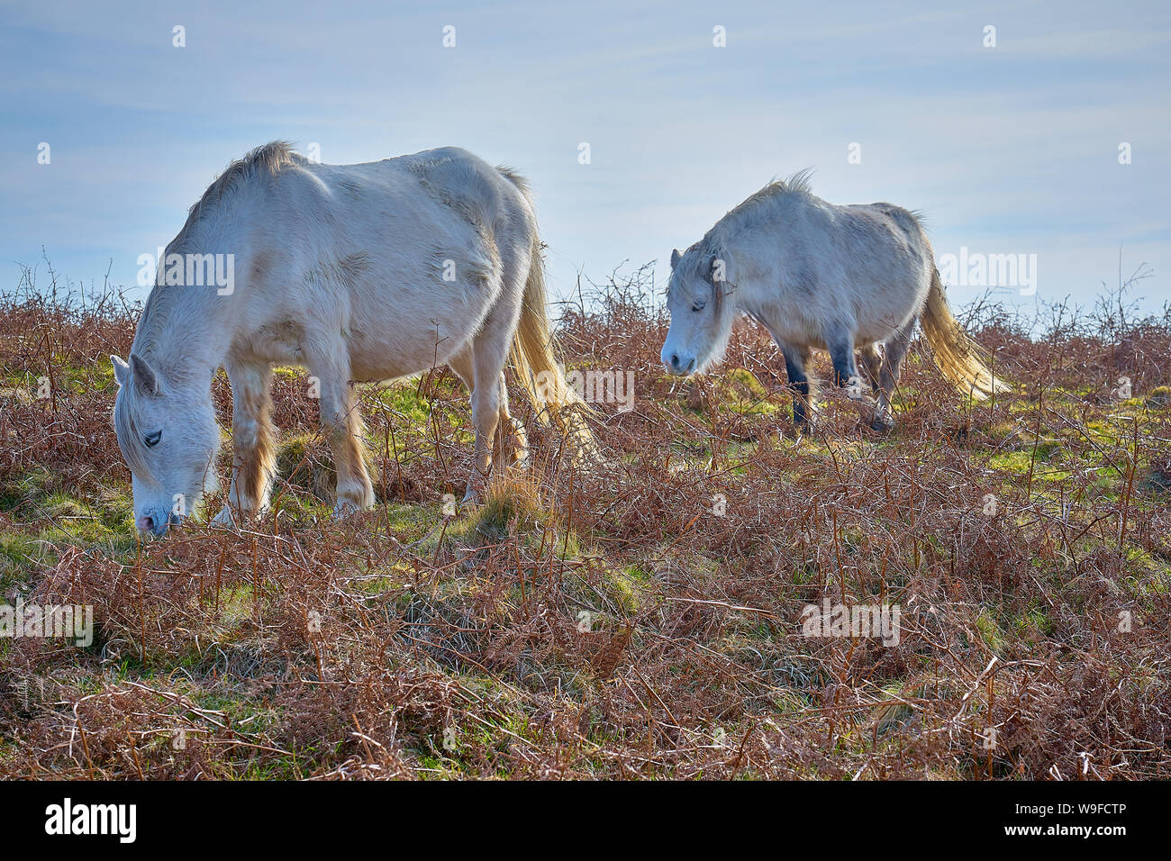 Wild Welsh ponies grazing on the Gower Peninsula, Wales: Black & white ...