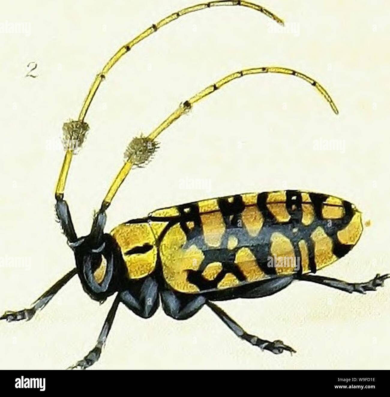 Archive image from page 31 of Natural history of the insects. Natural ...