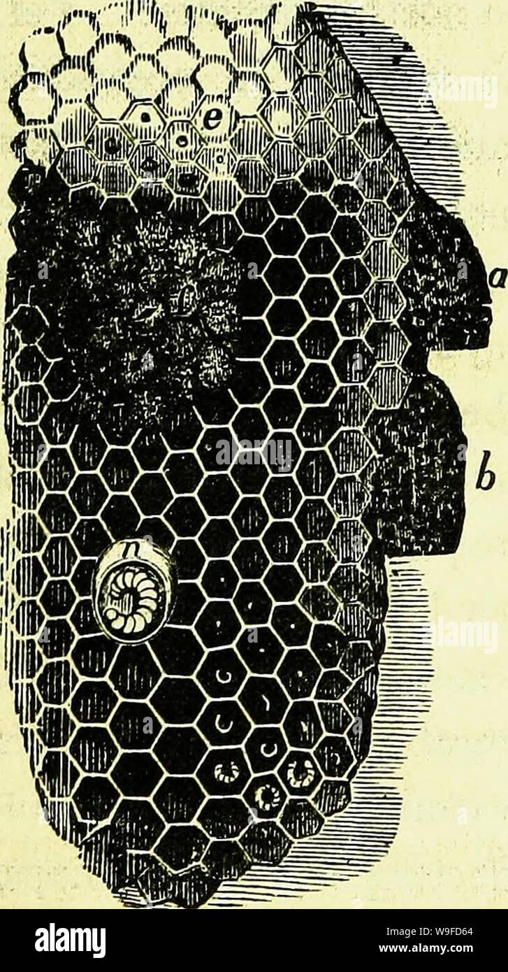 Archive image from page 31 of The new bee-keepers' text-book (1878 ...