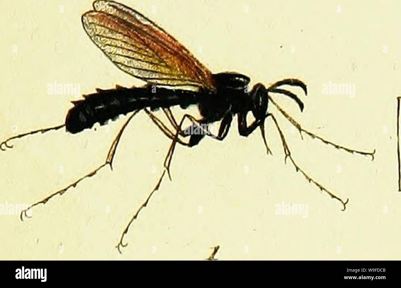 Explicata hi-res stock photography and images - Alamy
